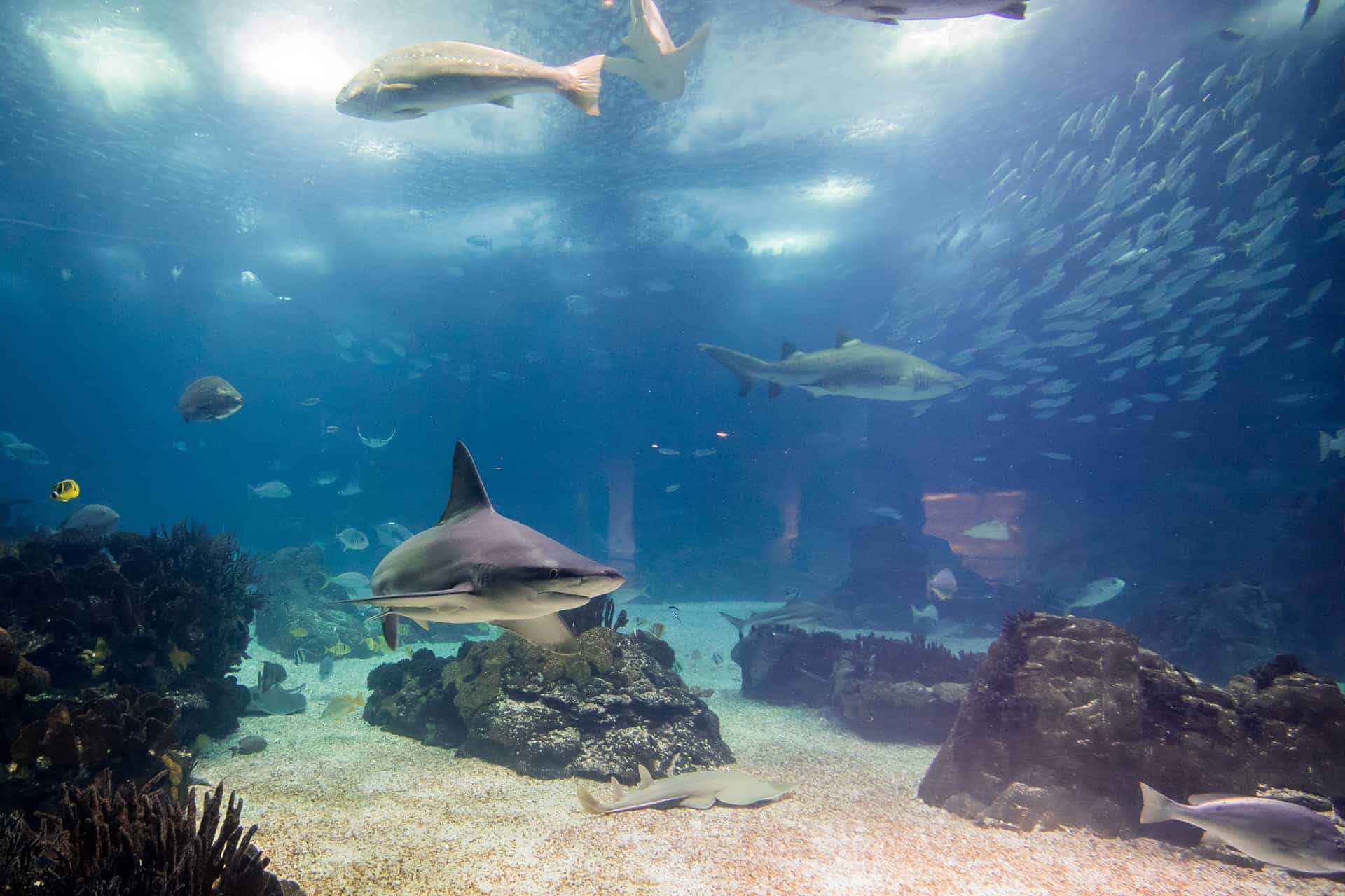 Océanarium Lisbonne, le plus grand aquarium de Lisbonne